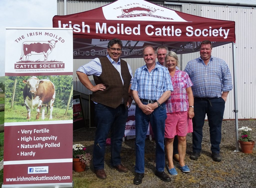 Moilies in Moffat - Breeders Day 2019 - Irish Moiled Cattle Society