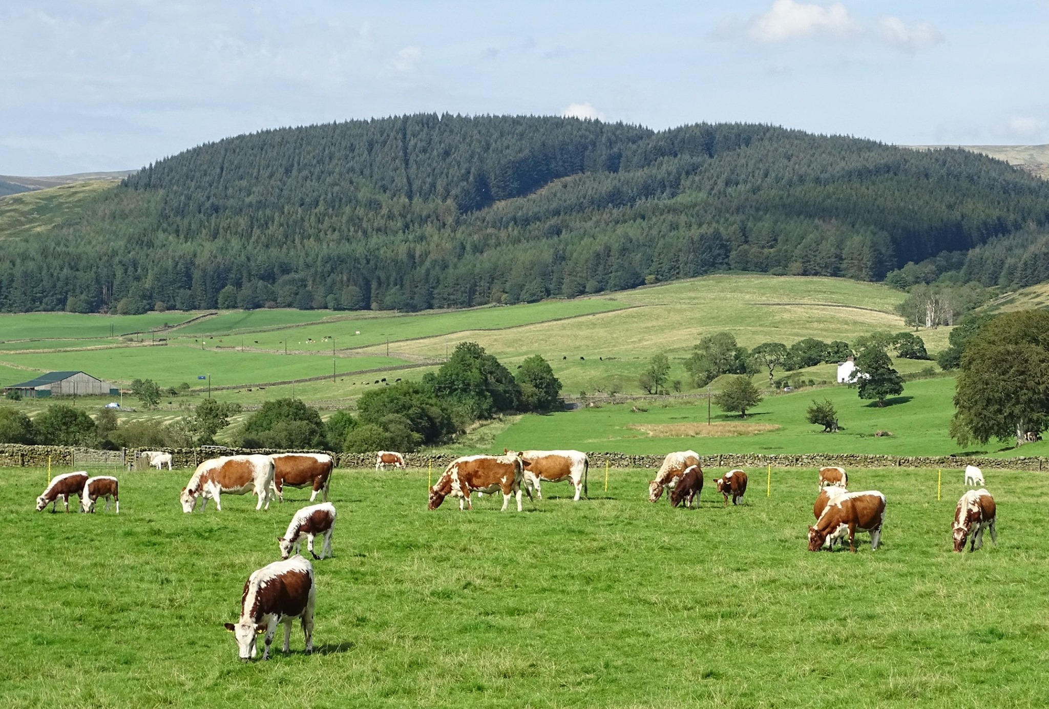 Moilies in Moffat - Breeders Day 2019 - Irish Moiled Cattle Society