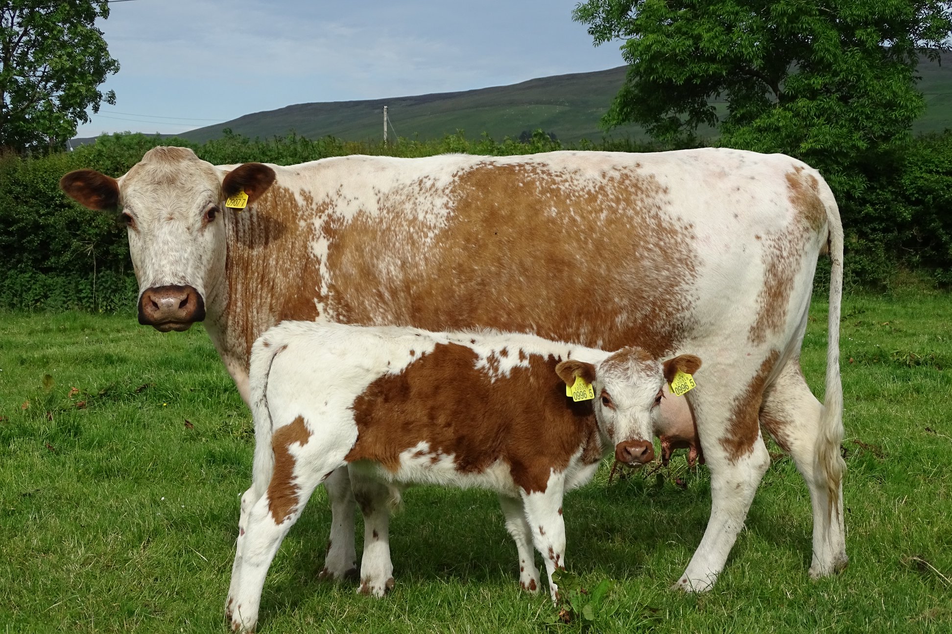 Breed Improvement Guidelines - Irish Moiled Cattle Society