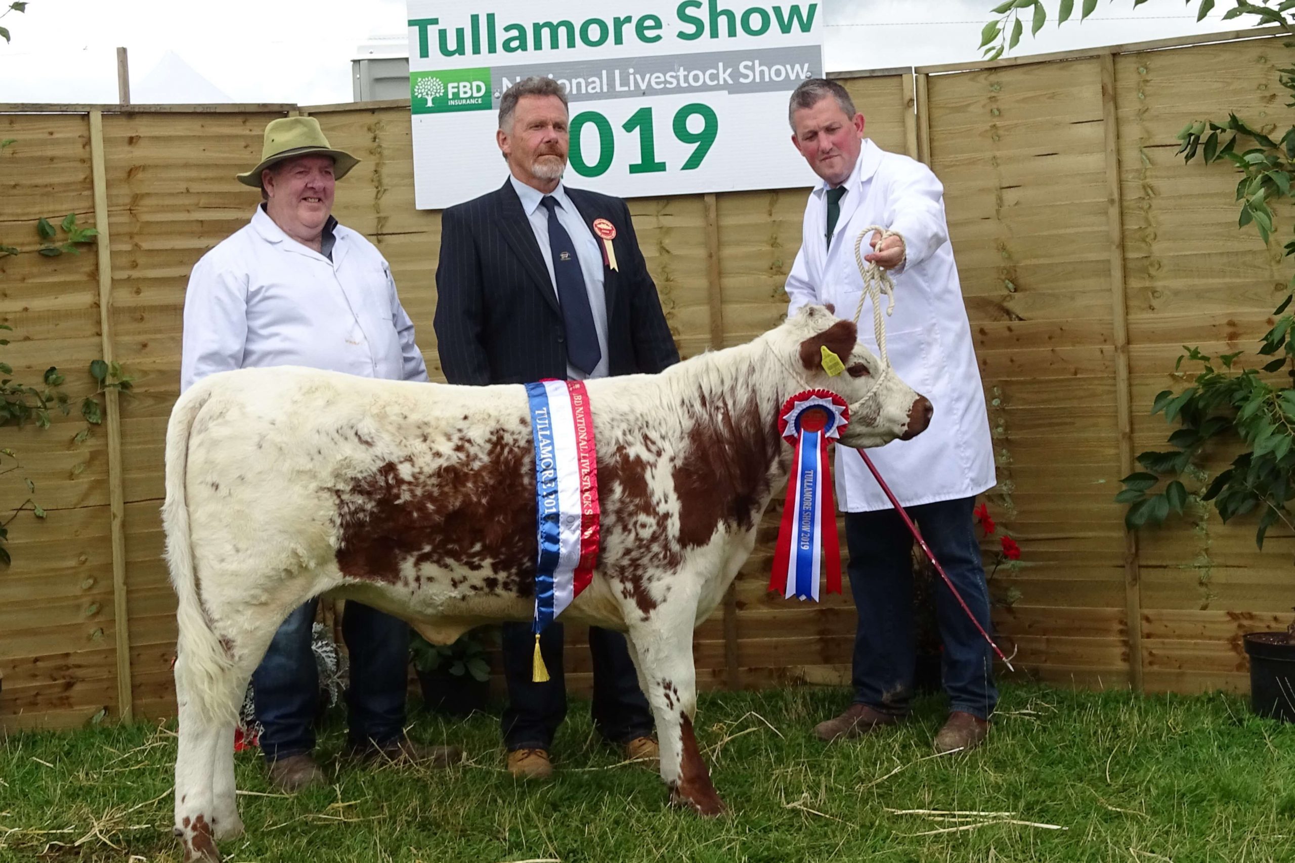 Tullamore Show 2019 - Results - Irish Moiled Cattle Society