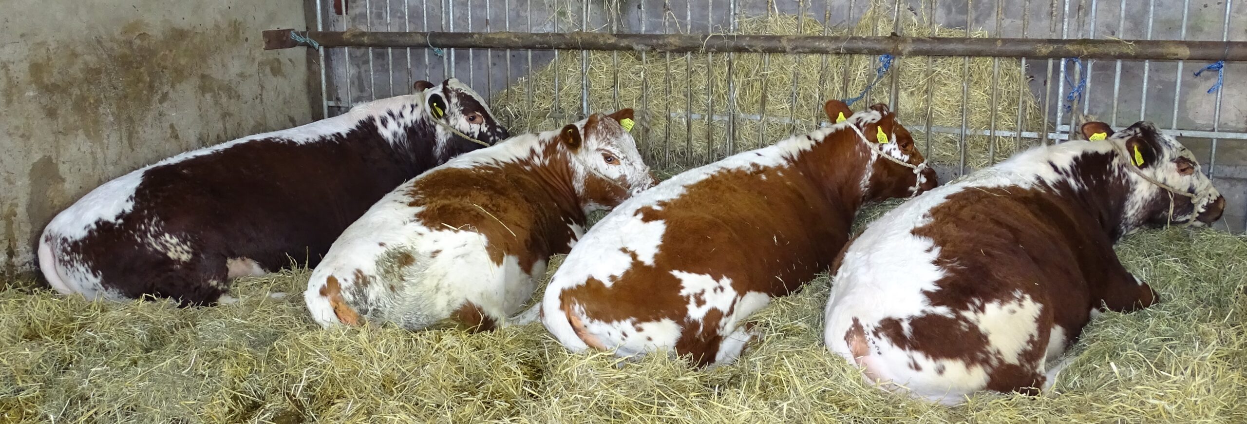 Halter Breaking Step by Step - Irish Moiled Cattle Society