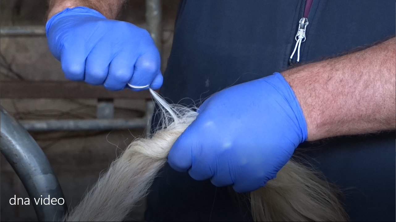 Taking DNA Samples - Irish Moiled Cattle Society