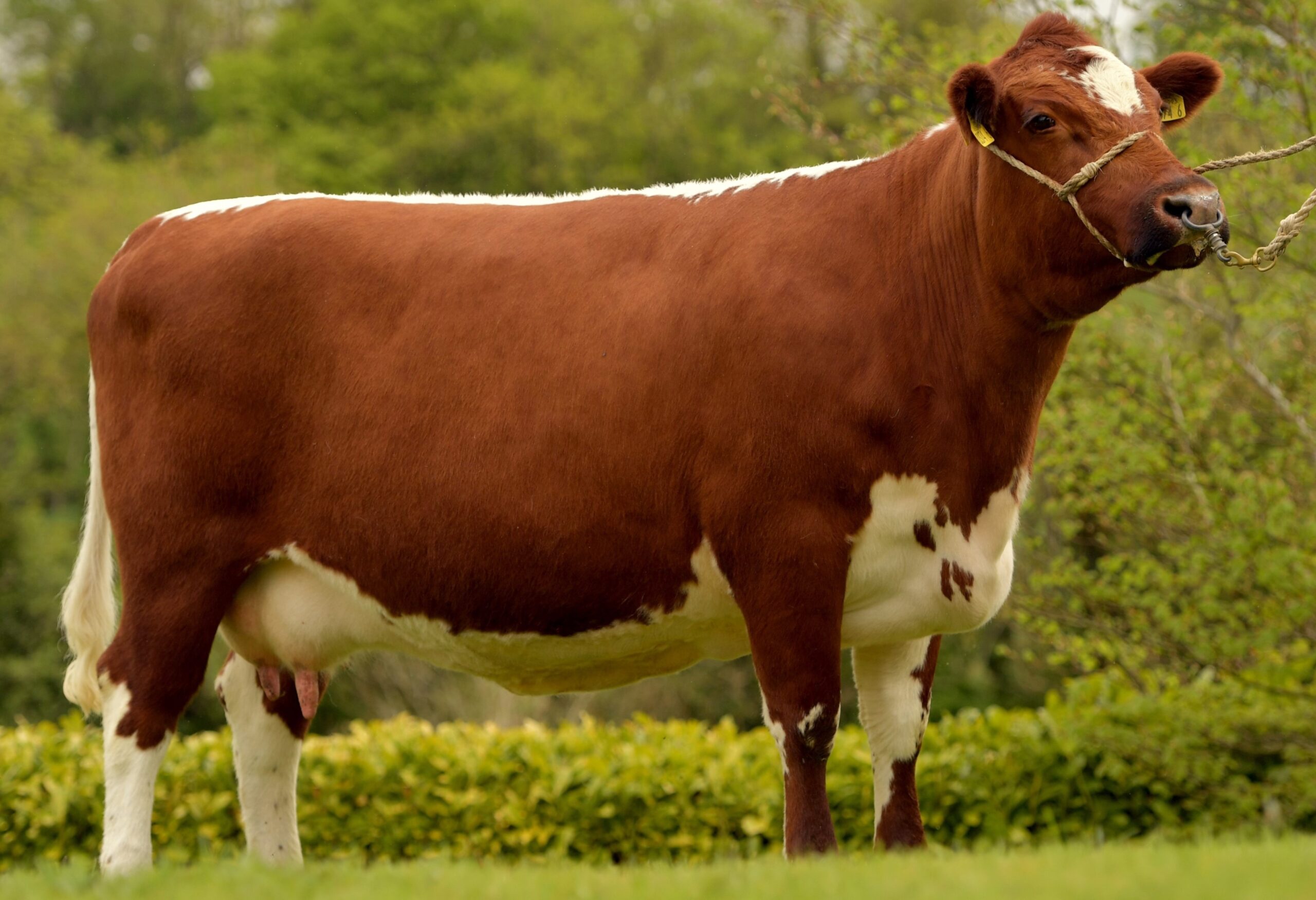 2020 -IMCS International Show - Haltered Results - Irish Moiled Cattle ...