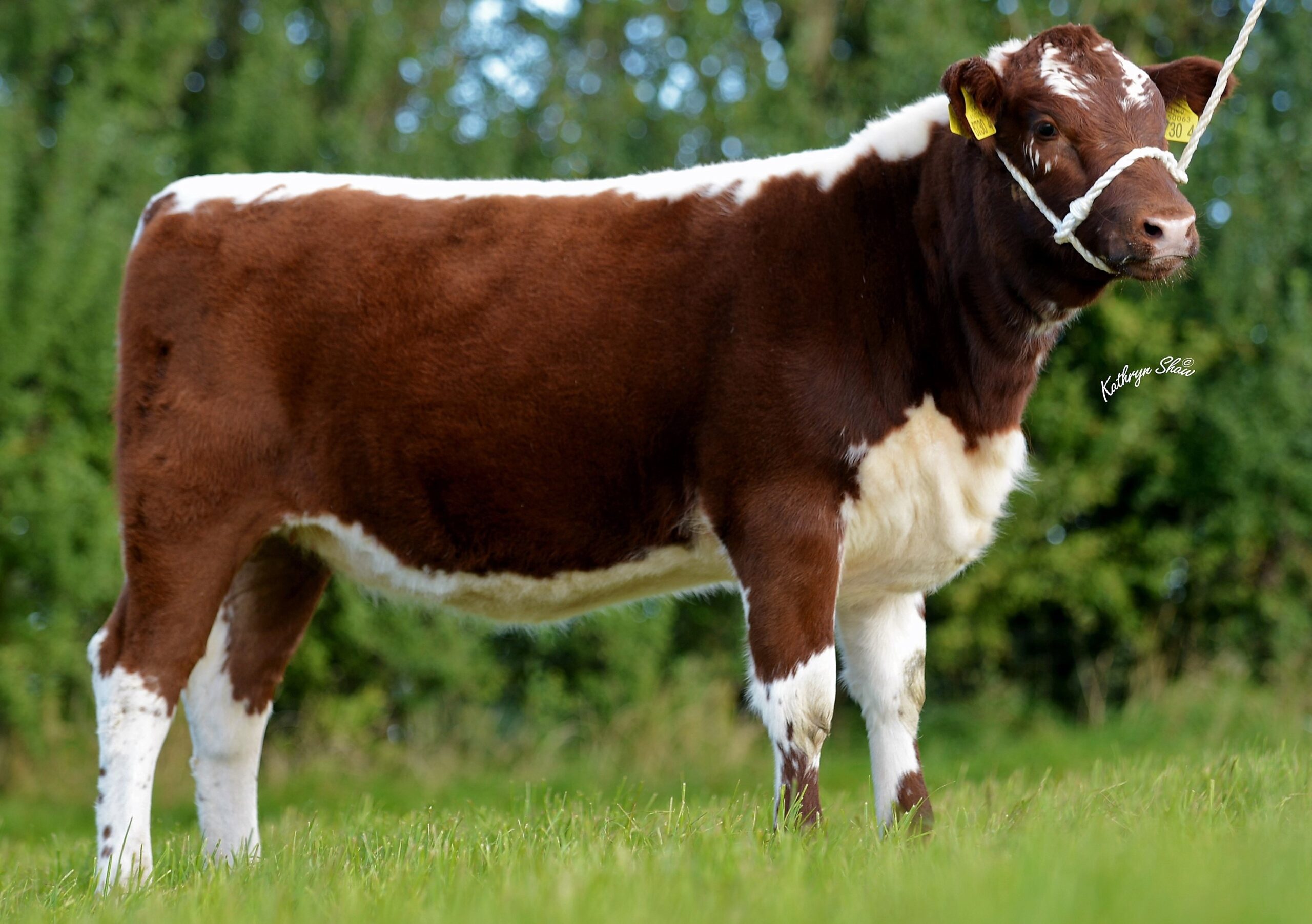 Autumn 2020 - Sale report - Magnificent Moilies - Sale Report - Irish ...