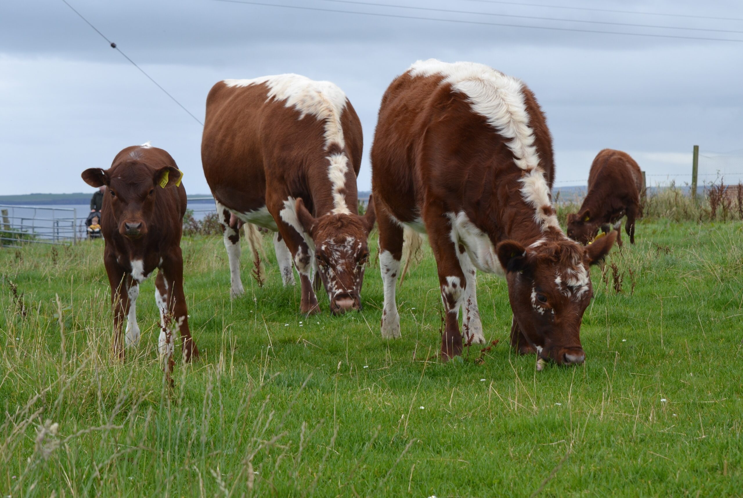 Herd Profile - Irish Moileds in the far North of Scotland - Irish ...