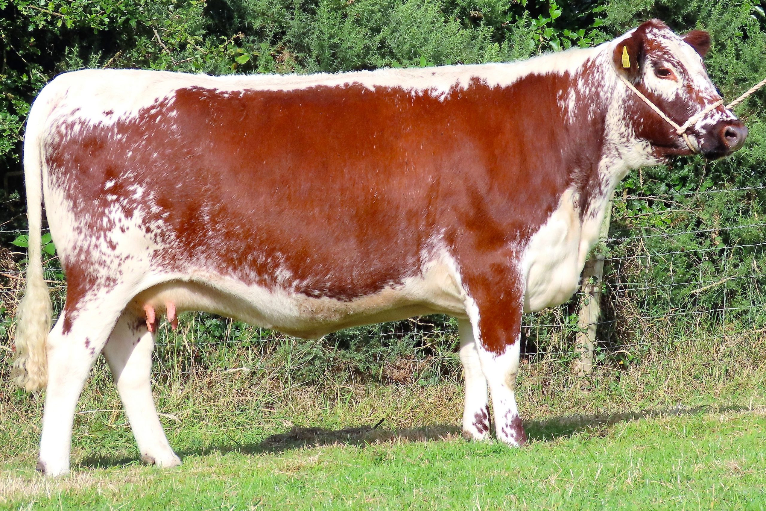 International Online Show Results 2022 - Irish Moiled Cattle Society