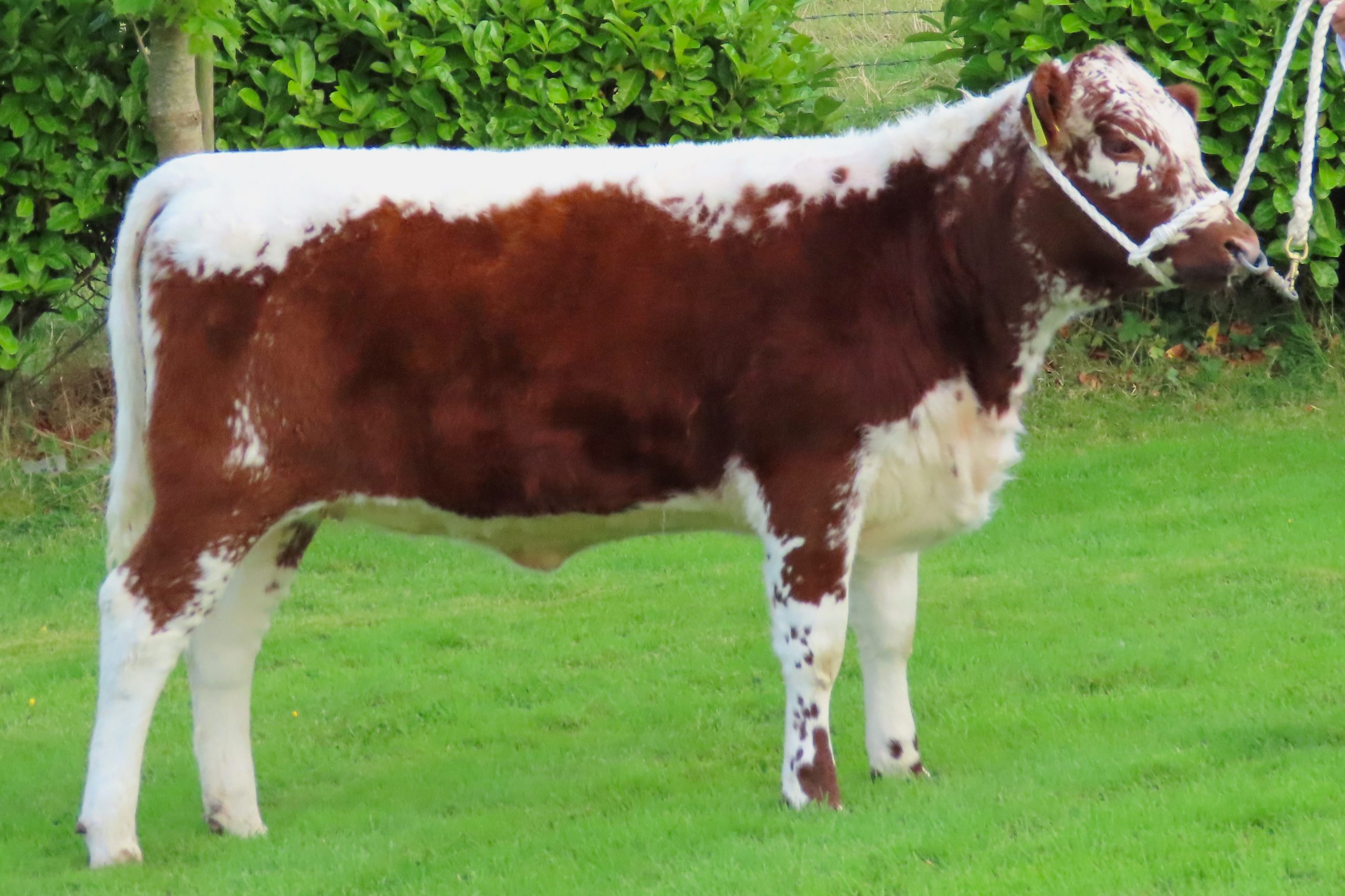 Autumn 2022 - sale report - Ballyreagh Lily tops Magnificent Moilies ...