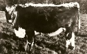 History - Irish Moiled Cattle Society
