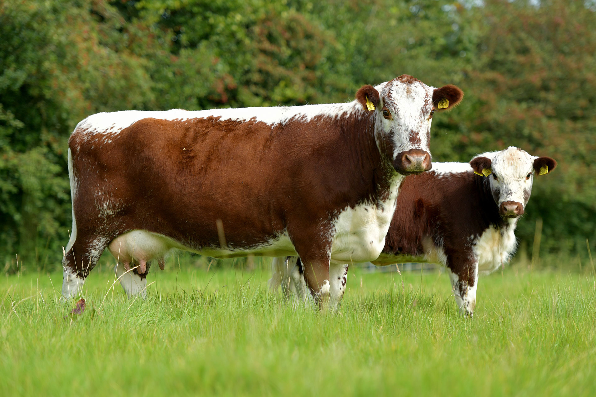 The Breed - Irish Moiled Cattle Society