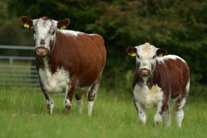 Home - Irish Moiled Cattle Society