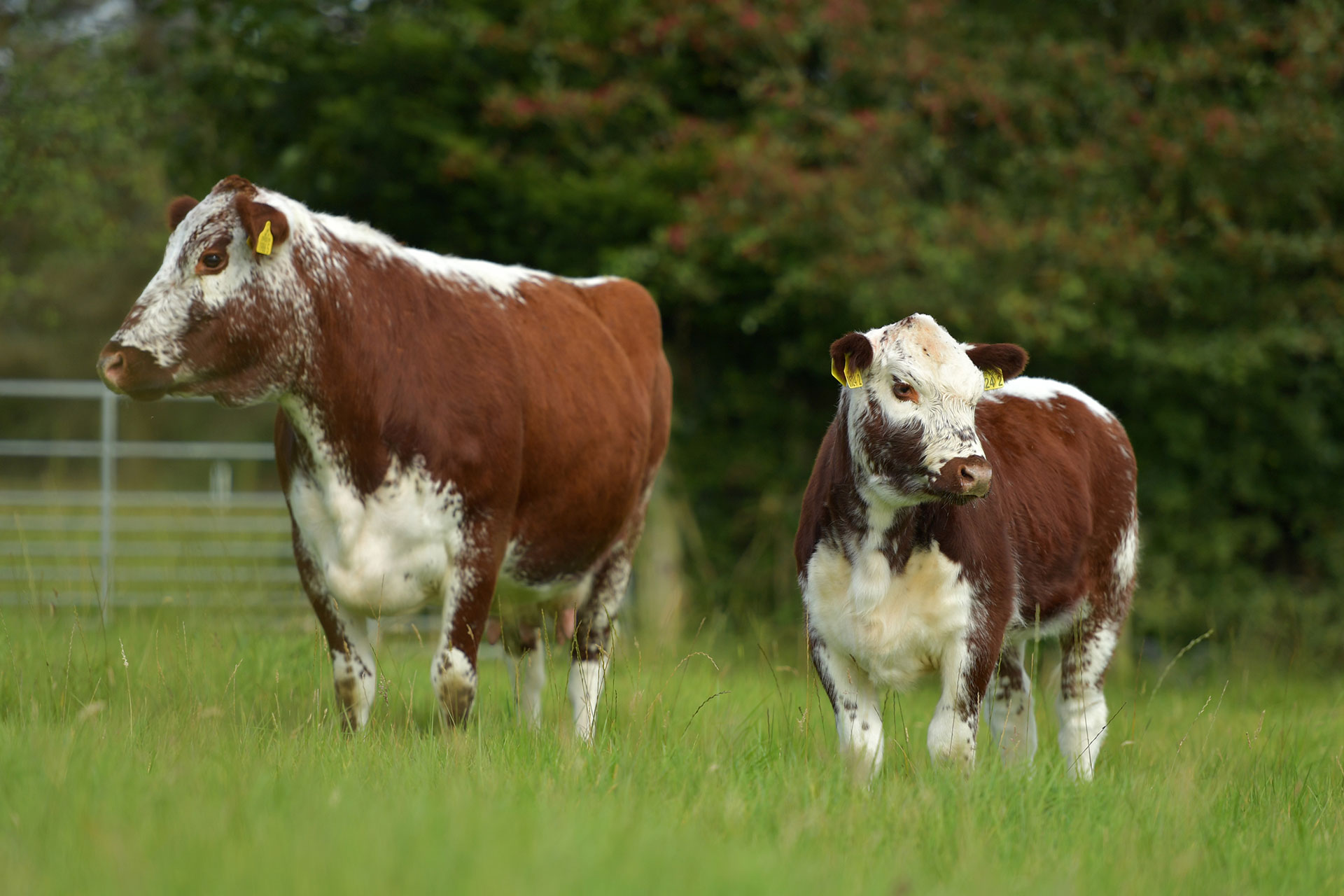 History - Irish Moiled Cattle Society