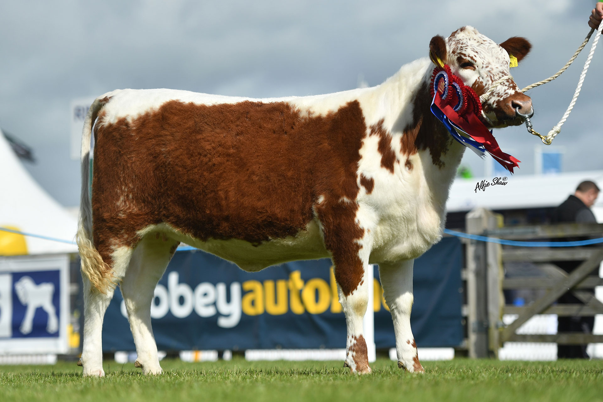 The Shop - Irish Moiled Cattle Society