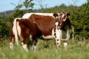 Birth Notifications - Irish Moiled Cattle Society