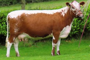 Home - Irish Moiled Cattle Society