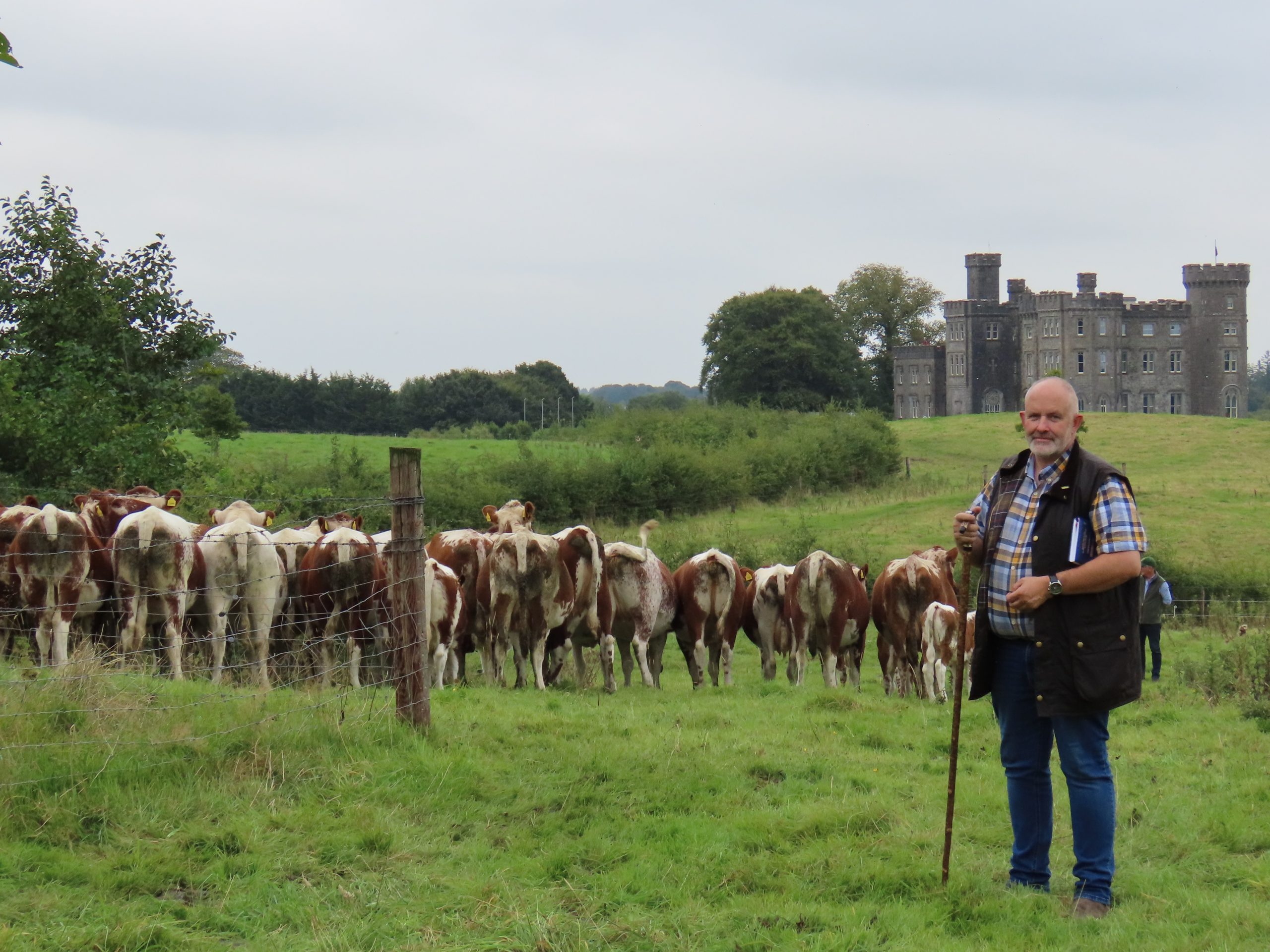 2024 FARM WALK TO SEE THE KILLUA HERD OF IRISH MOILEDS - Irish Moiled ...