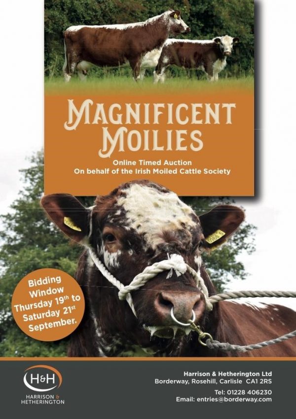 Home - Irish Moiled Cattle Society