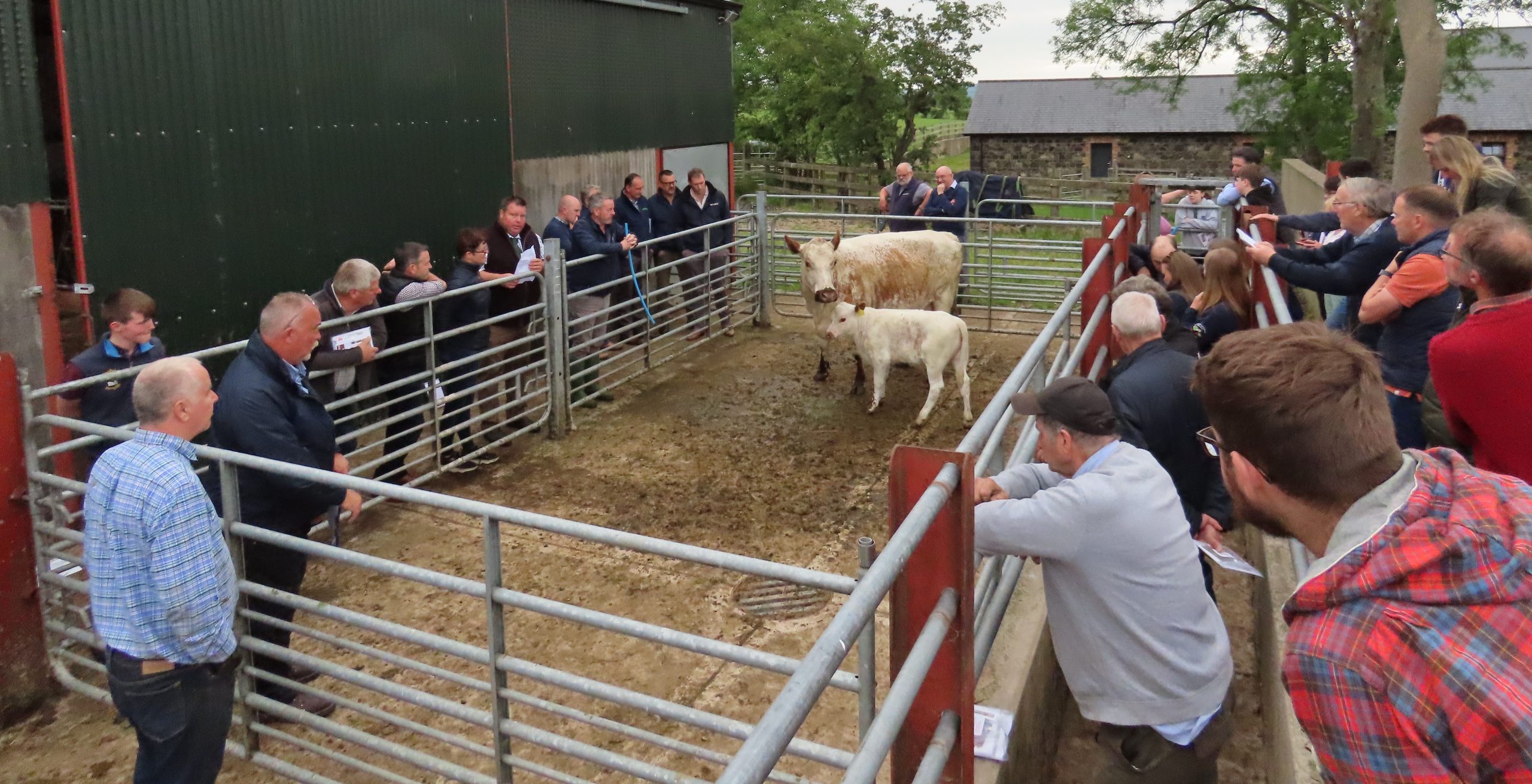 Classification Workshop - June 2022 - Irish Moiled Cattle Society