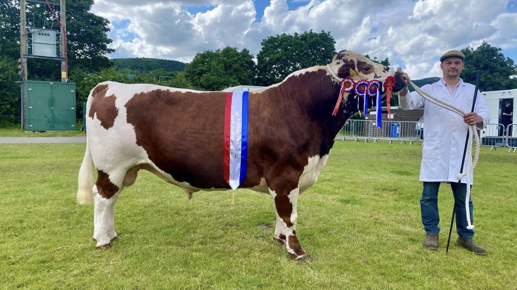 2024 IMCS (GB) National at Royal Three Counties - Irish Moiled Cattle ...