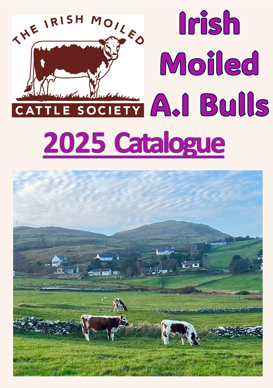 Home - Irish Moiled Cattle Society