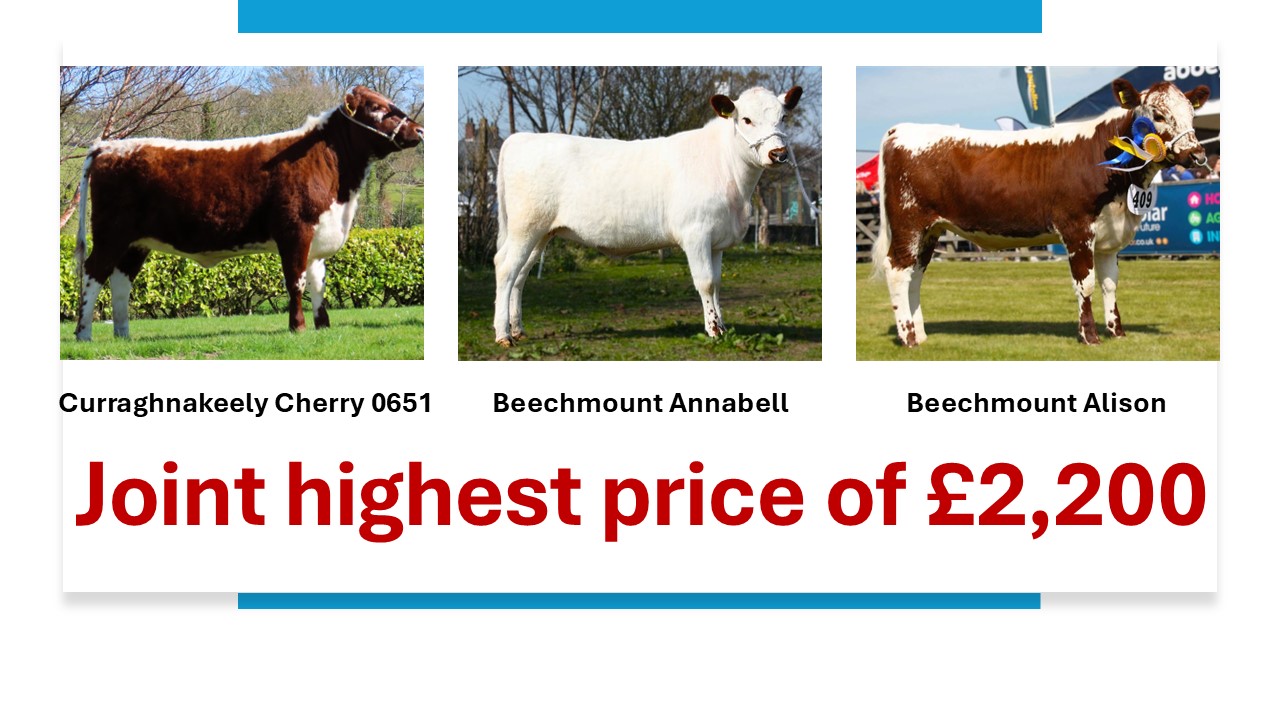 Home - Irish Moiled Cattle Society