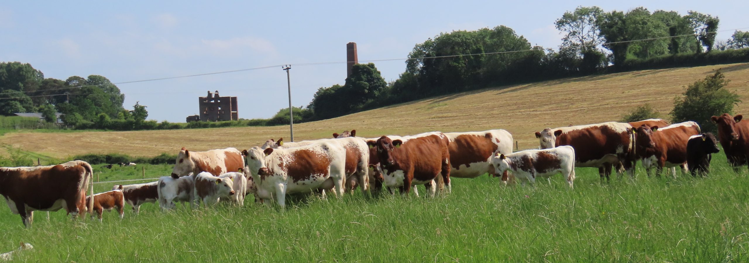 BALLYCREGGY IRISH MOILEDS FARM WALK - Irish Moiled Cattle Society