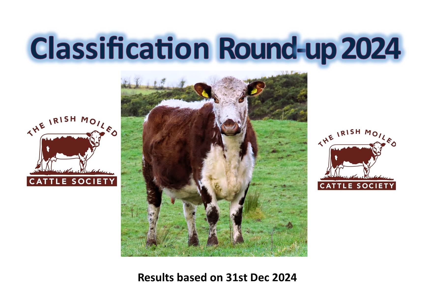 Home - Irish Moiled Cattle Society