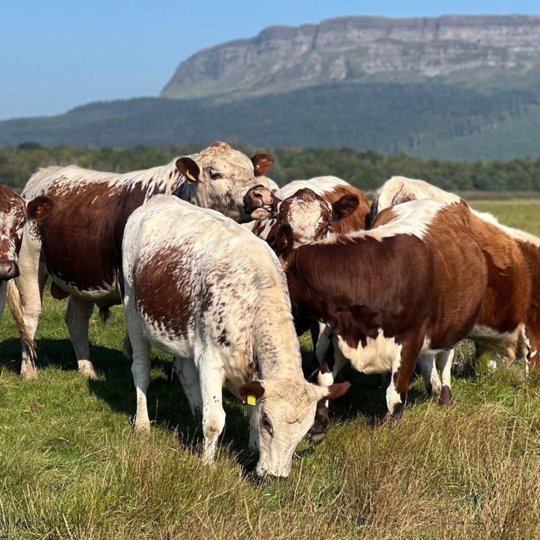 Home - Irish Moiled Cattle Society