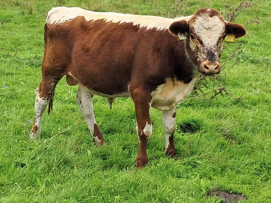 Stock For Sale - Irish Moiled Cattle Society