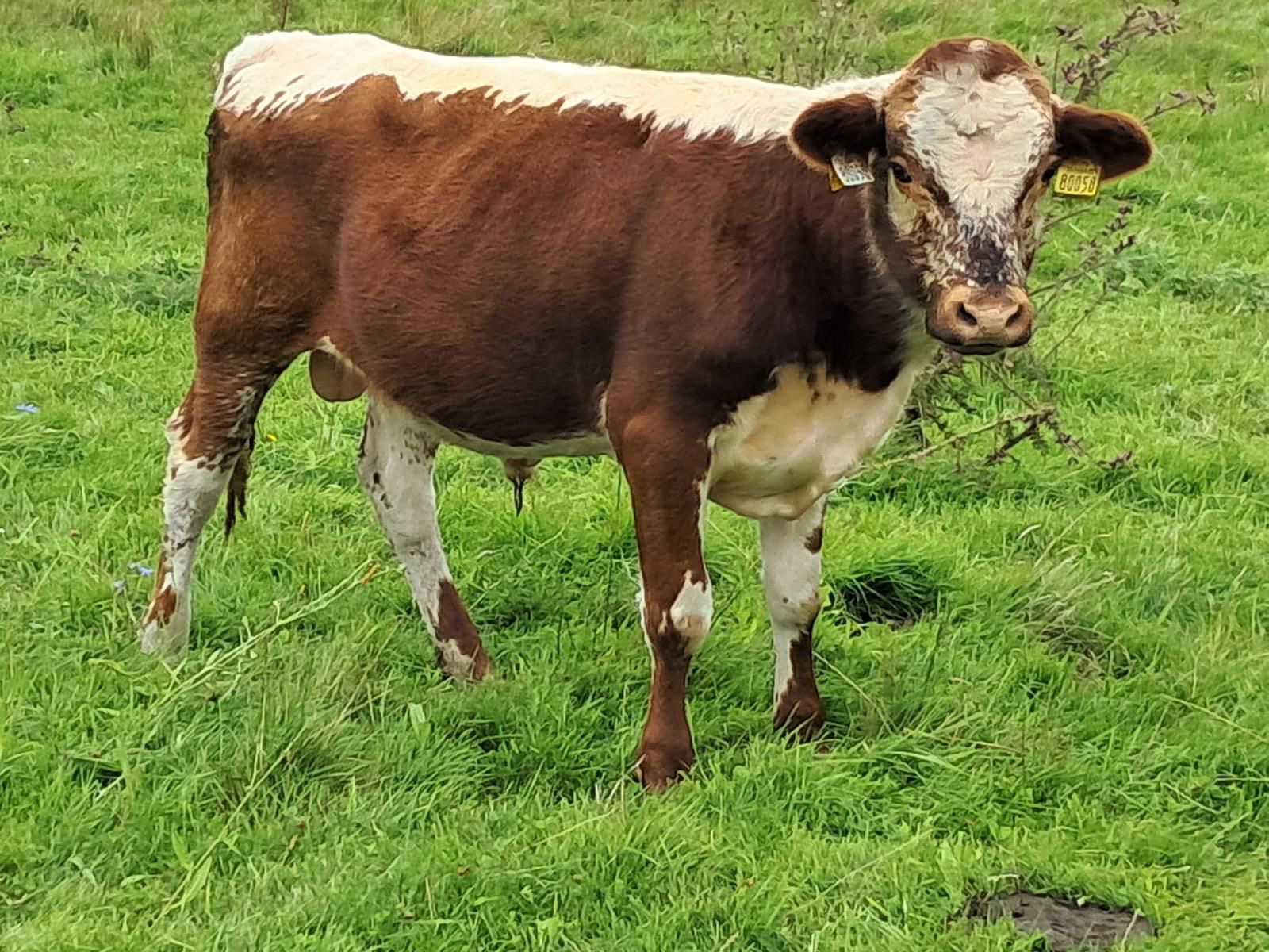 Stock For Sale - Irish Moiled Cattle Society