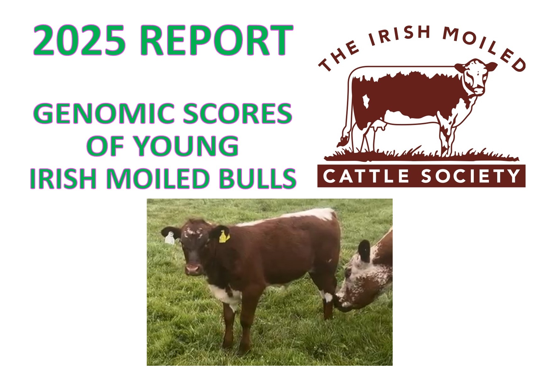 2025 REPORT - Genomic scores of Young Irish Moiled bulls and bull ...