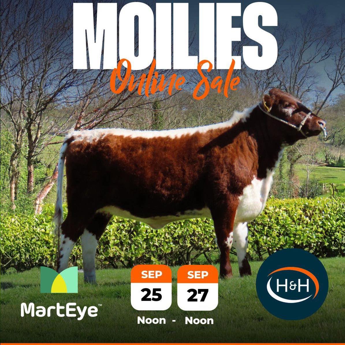 Home - Irish Moiled Cattle Society
