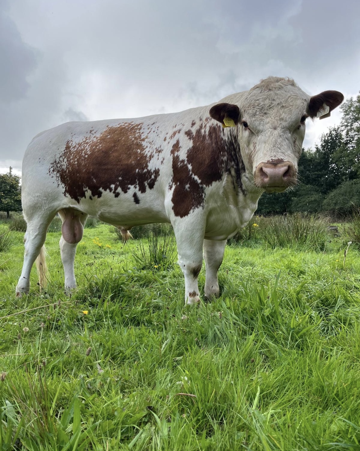 Stock for Sale Archives - Irish Moiled Cattle Society