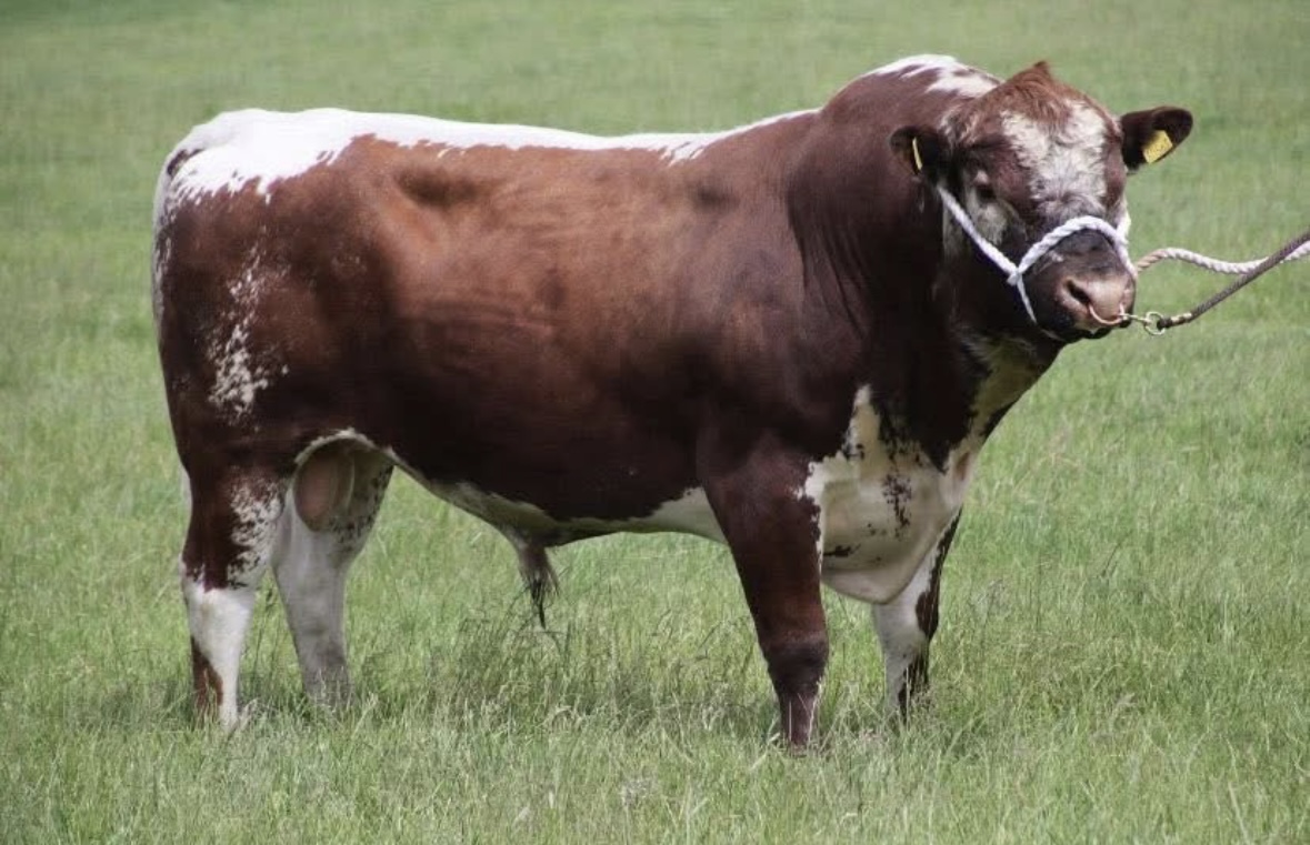 PBR 6 year old bull for sale - Irish Moiled Cattle Society