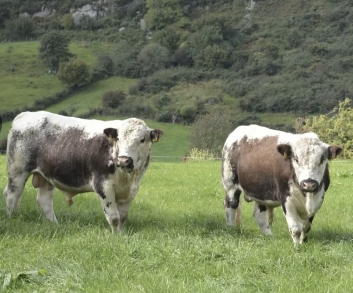 2 pedigree Registered bulls for sale - Irish Moiled Cattle Society