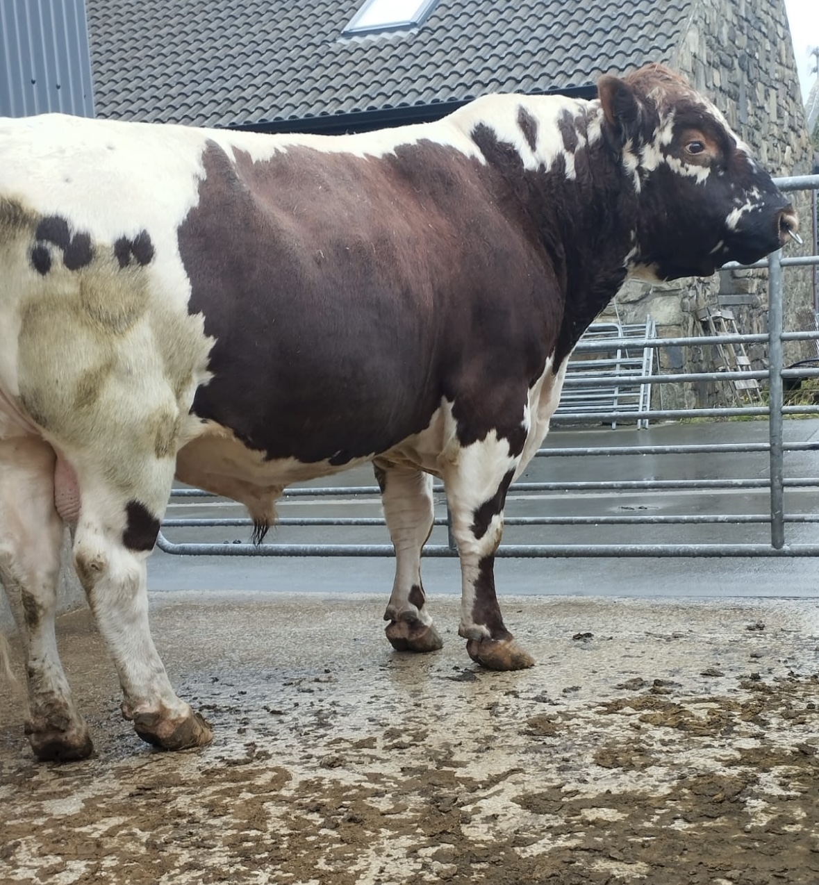 Mature Bull For Sale - Irish Moiled Cattle Society