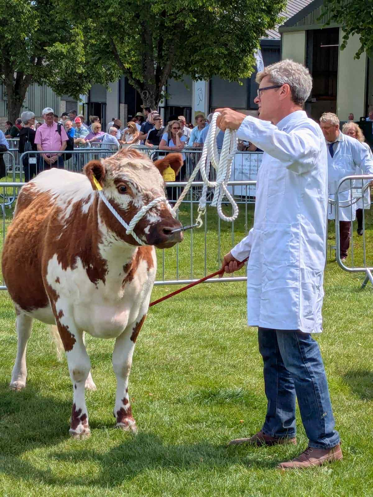GB Irish Moiled Cattle Society Director Cian Elliott gets his neighbour ...