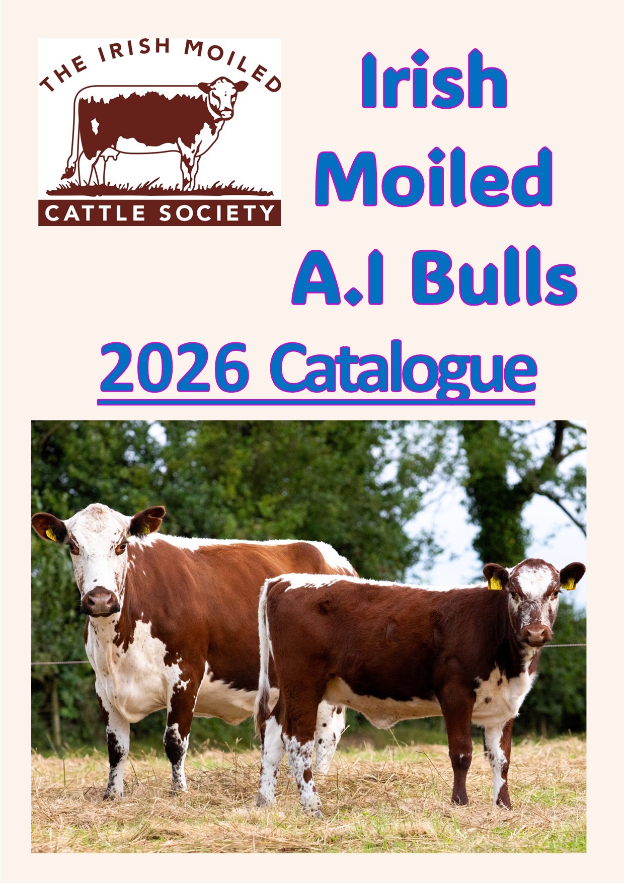 Home - Irish Moiled Cattle Society