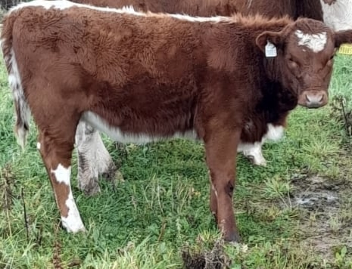 PBR Irish Moiled Heifer For Sale - Irish Moiled Cattle Society